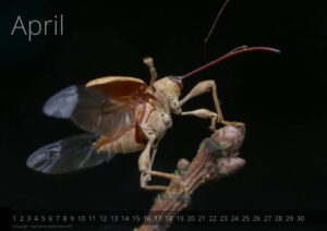 Insekten Kalender - Insecticon Shop