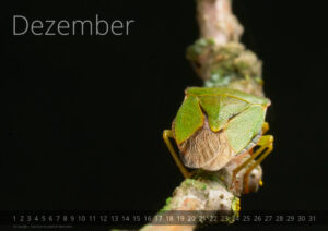Insekten Kalender - Insecticon Shop