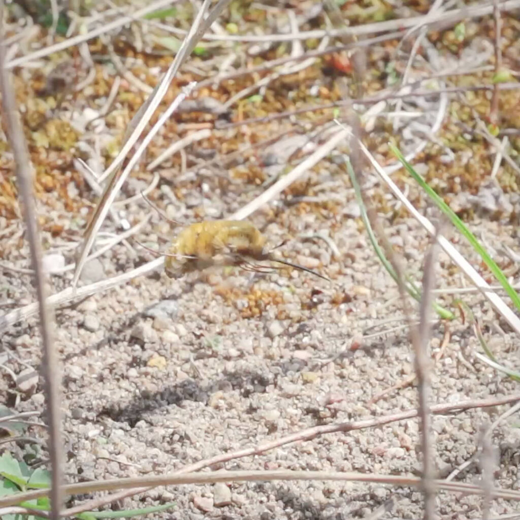 Insekten im Frühling. - Insecticon