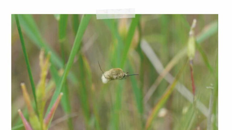 Der Wollschweber - Insecticon