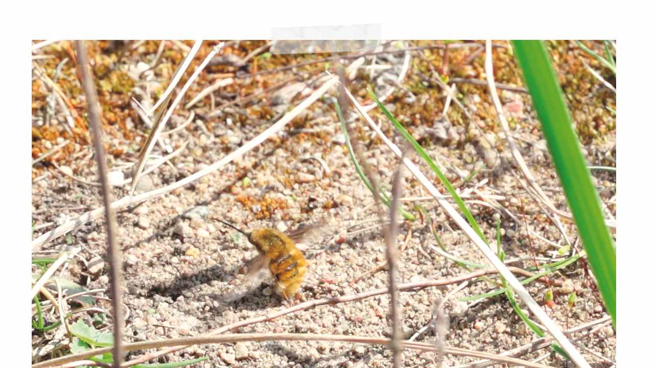 Der Wollschweber - Insecticon