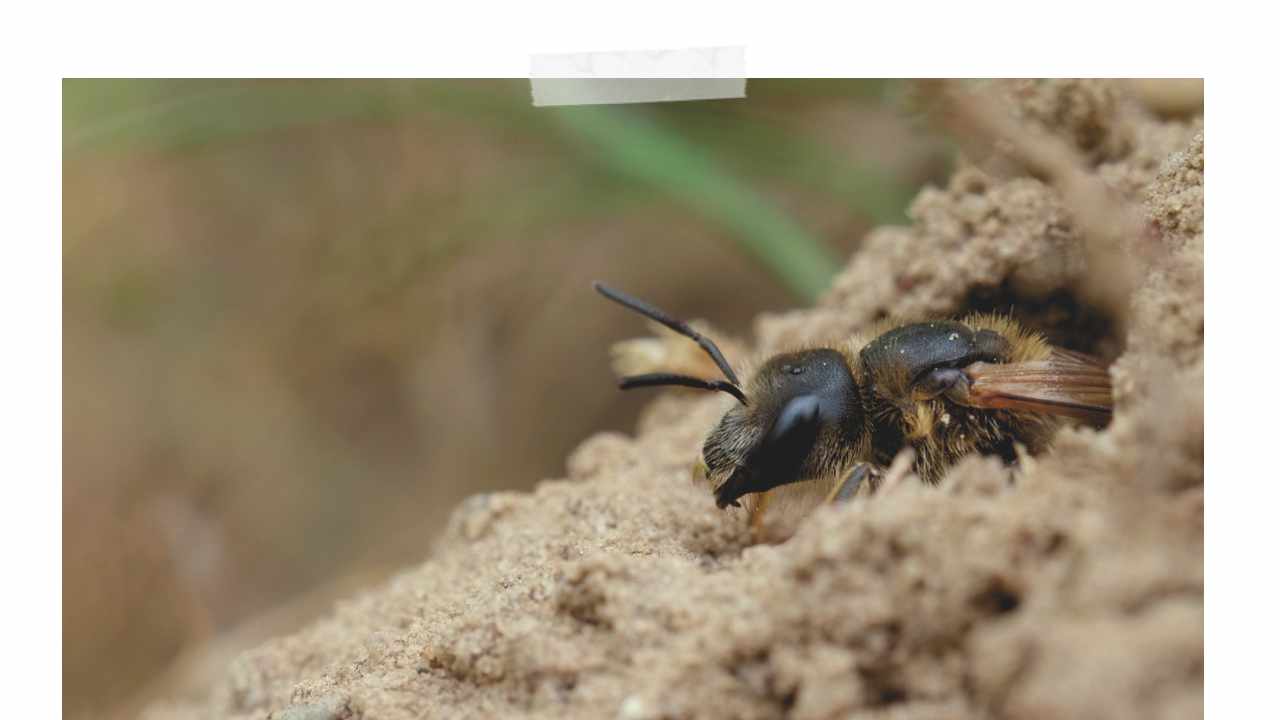 Der Wollschweber - Insecticon